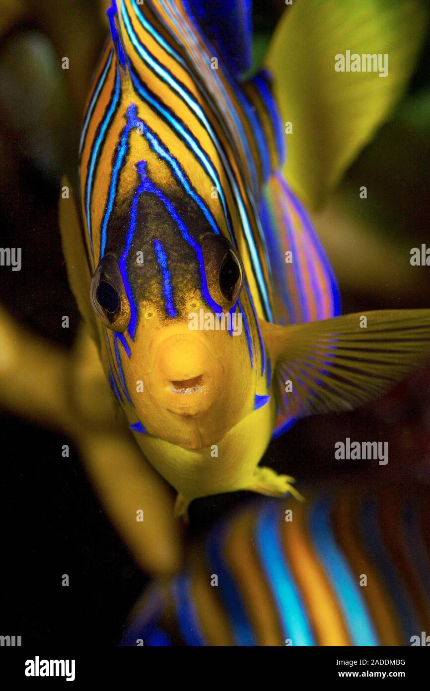 Regal angelfish (Pygoplites diacanthus). Photographed in the Red Sea ...