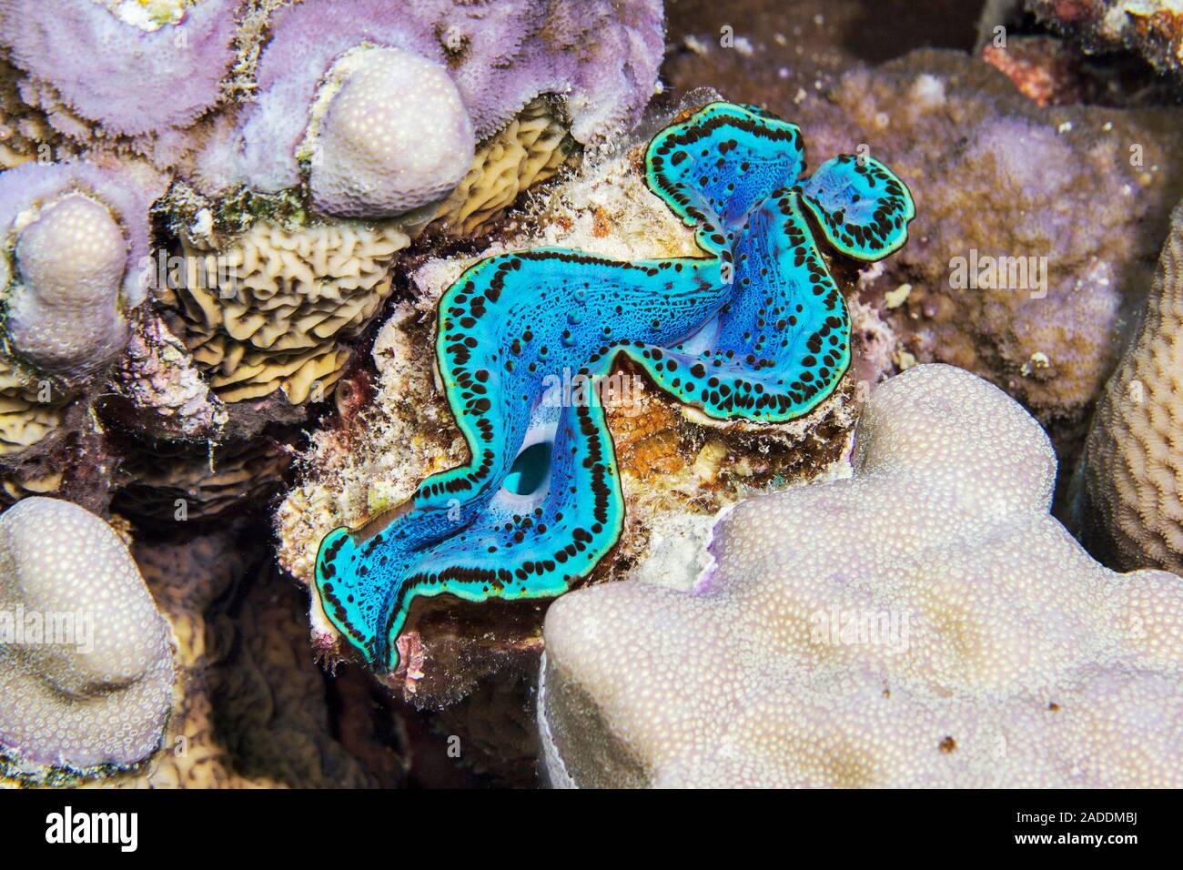 Giant clam (Tridacna gigas). Photographed in the Red Sea, off the ...