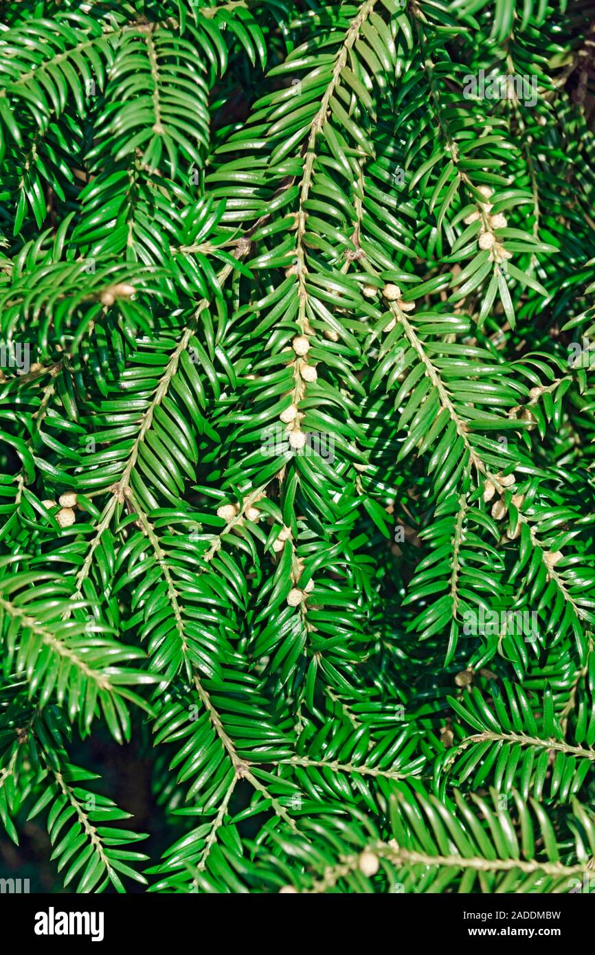 Japanese torreya (Torreya nucifera). Called Japanese nutmeg-yew and ...