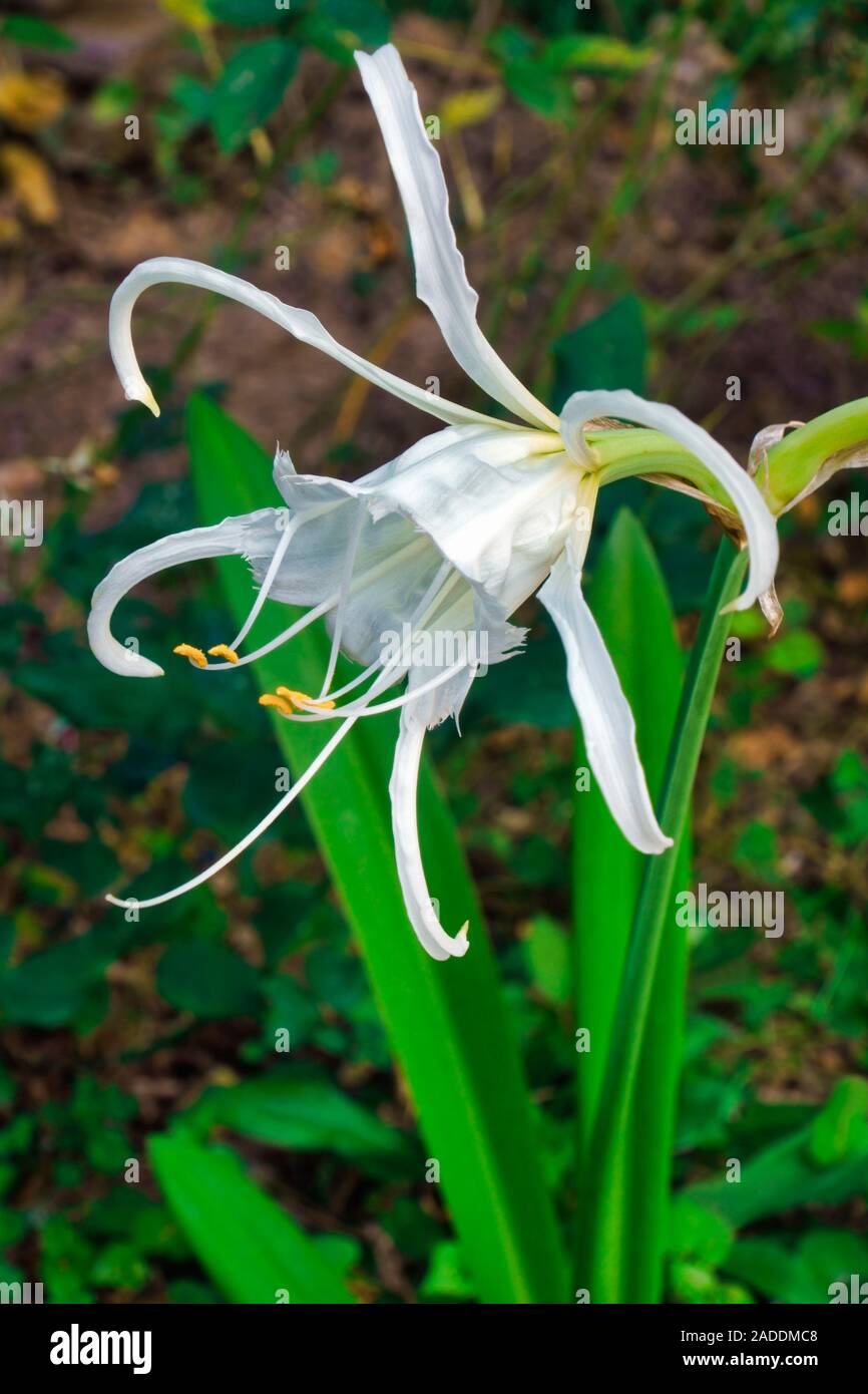 Peruvian daffodil (Ismene x deflexa). Called Basket lily, Spider lily ...