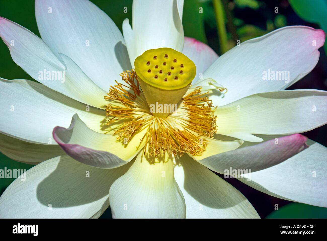 Sacred lotus (Nelumbo nucifera). Called Indian Lotus, Bean of India and ...