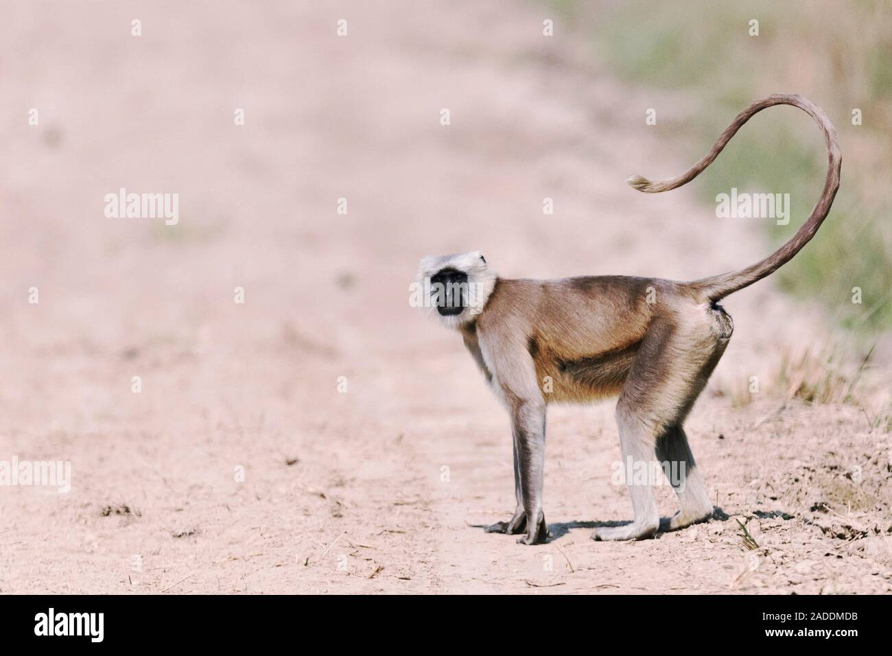Capped langur (Trachypithecus pileatus). Photographed in Dudhwa Tiger ...