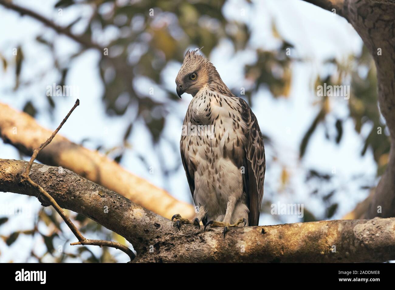 Changeable hawk-eagle (Nisaetus cirrhatus), also known as the crested hawk-eagle. Photographed ...