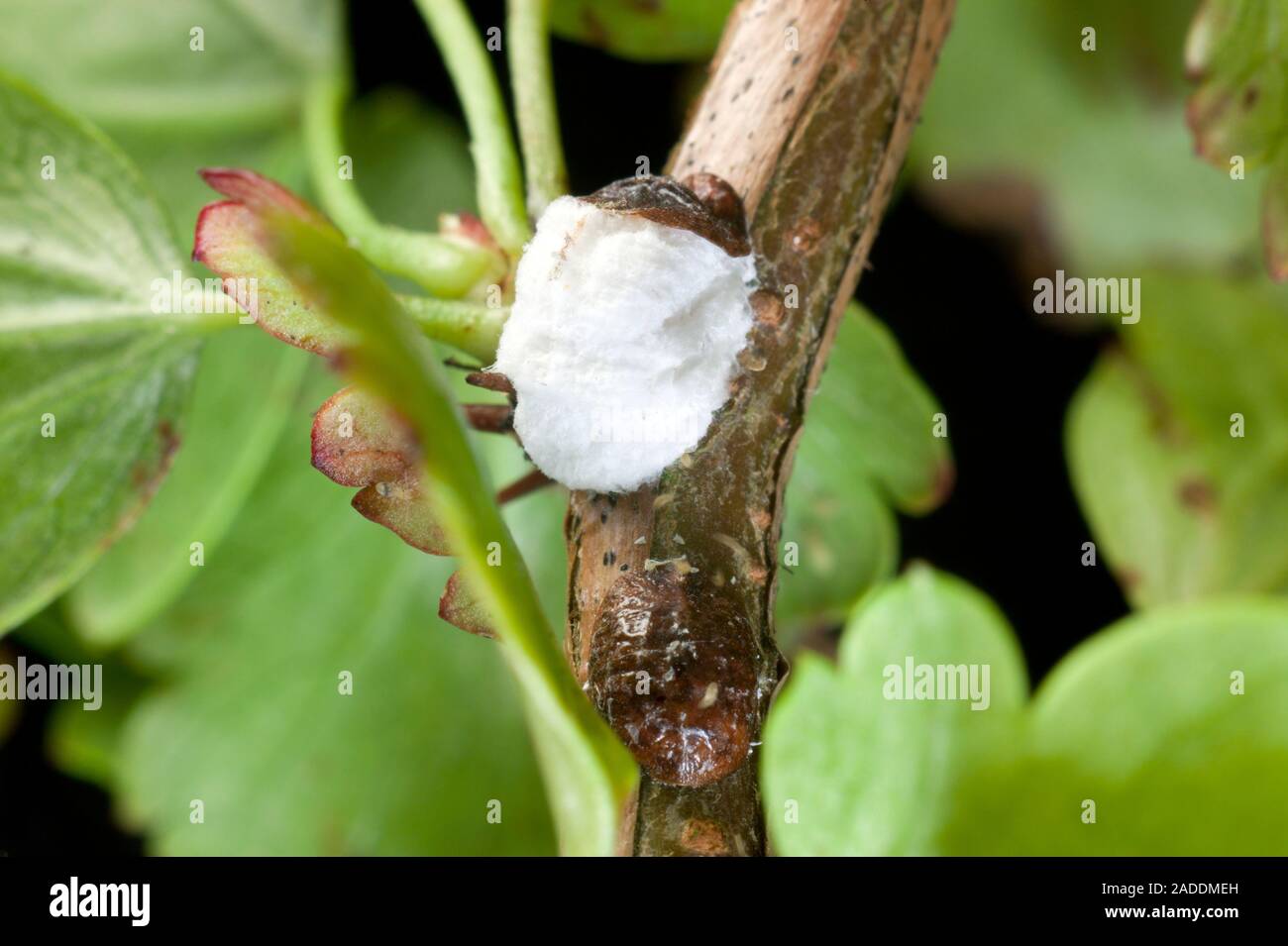 Woolly vine scale (cottony vine scale), Pulvinaria vitis, on a stem of ...