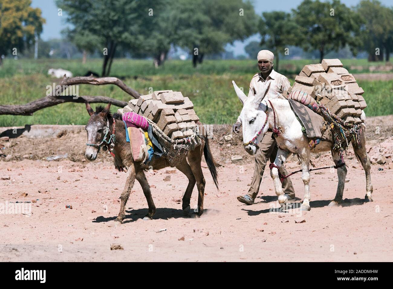 Mud brick industry. Worker and donkeys transporting baked mud bricks ...