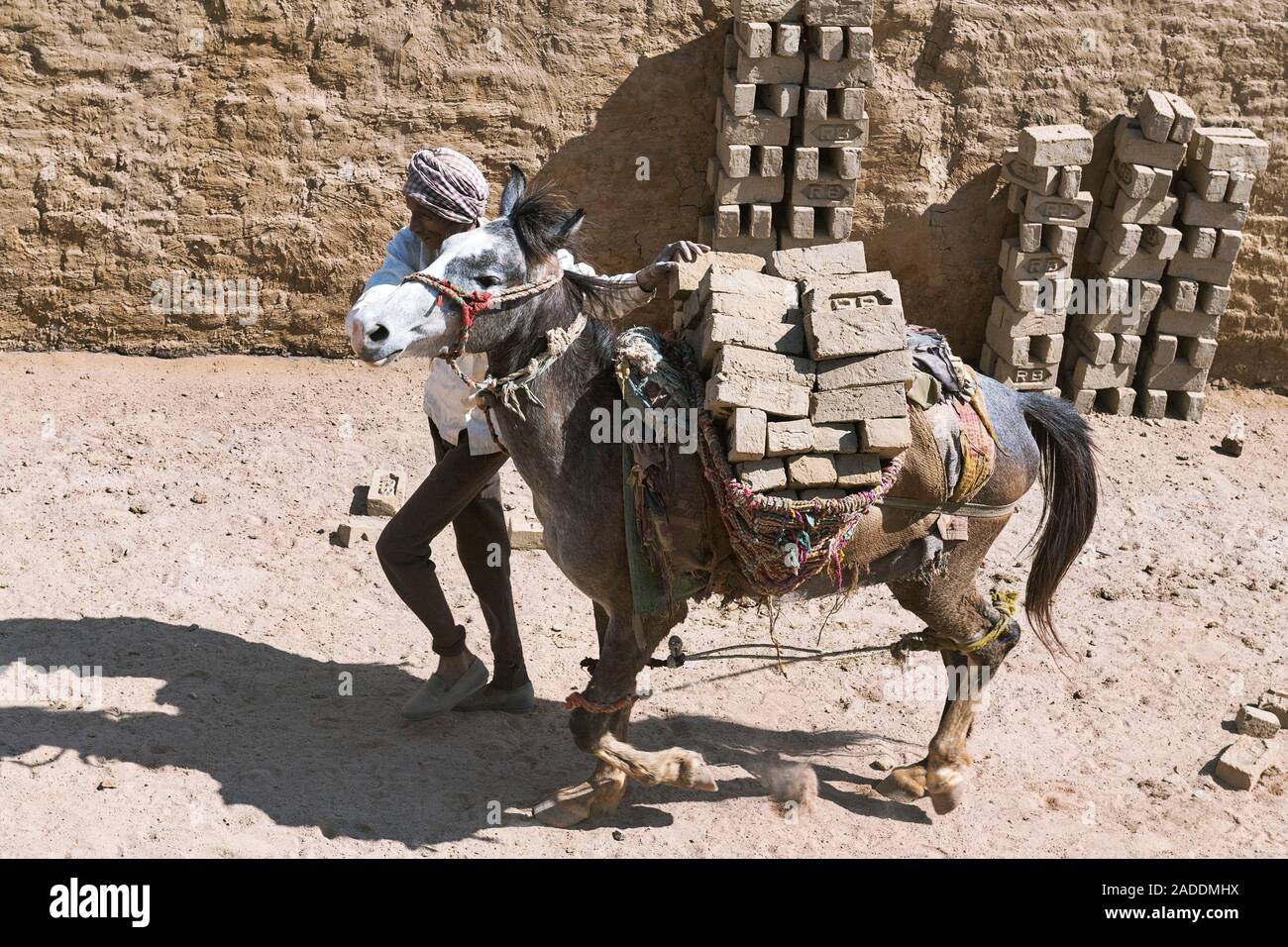 Mud brick industry. Worker and donkey transporting baked mud bricks ...