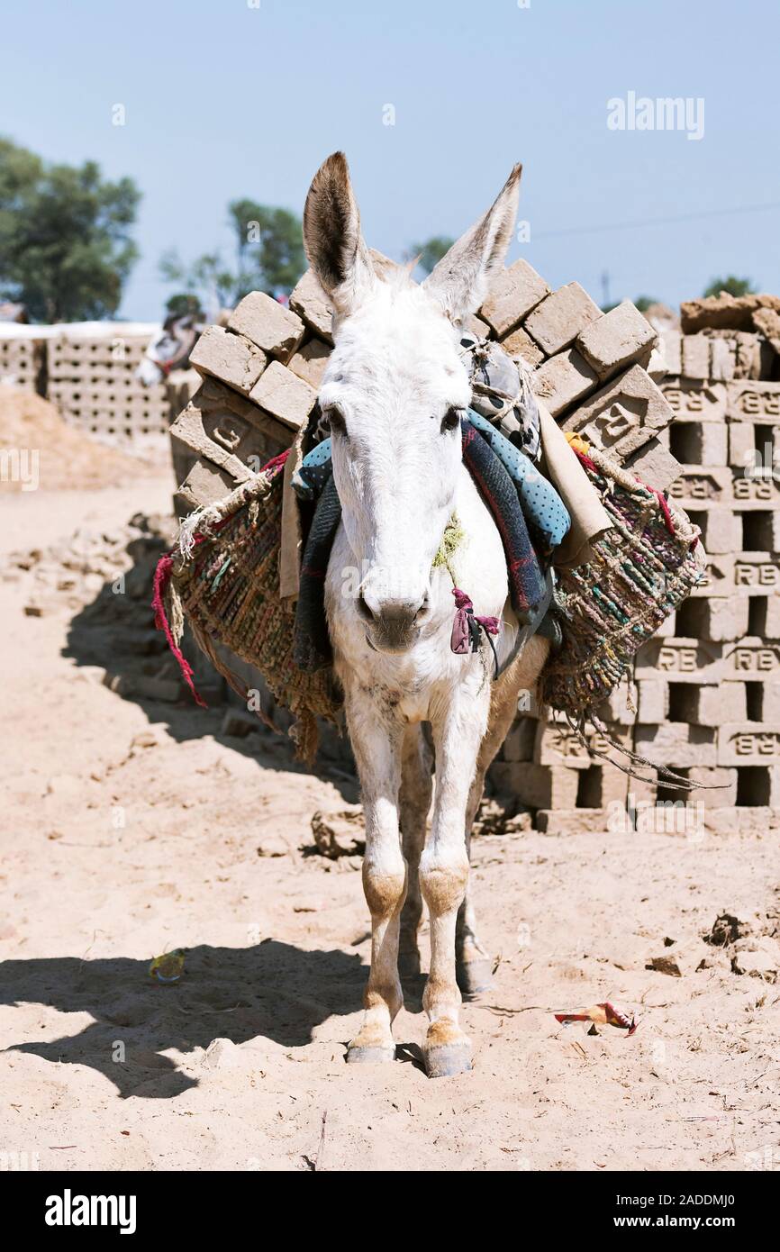 Mud brick industry. Donkey transporting baked mud bricks from a ...