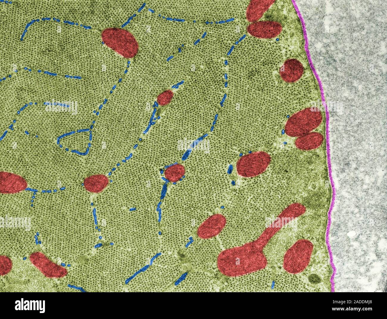 Coloured transmission electron micrograph (TEM) showing cross-sectioned muscle myofibrils at the ...