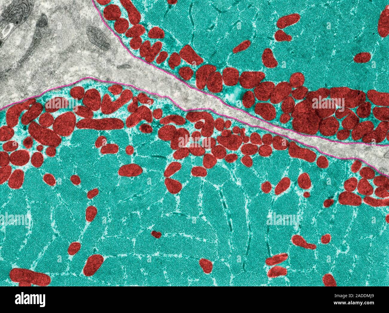 Striated muscle fibre mitochondria, coloured transmission electron micrograph (TEM). In striated ...
