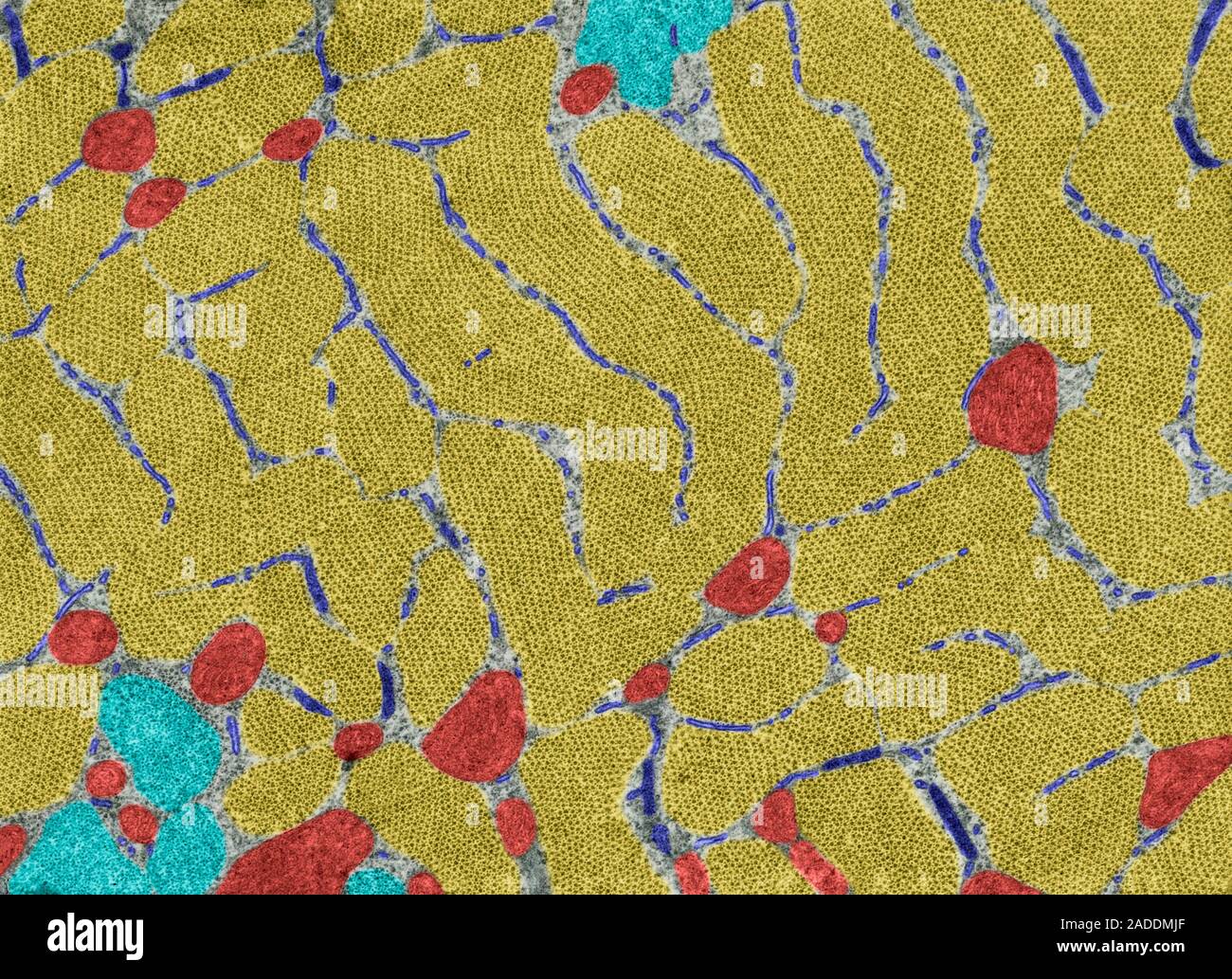 Coloured transmission electron micrograph (TEM) of cross-sectioned myofibrils at the A-band ...