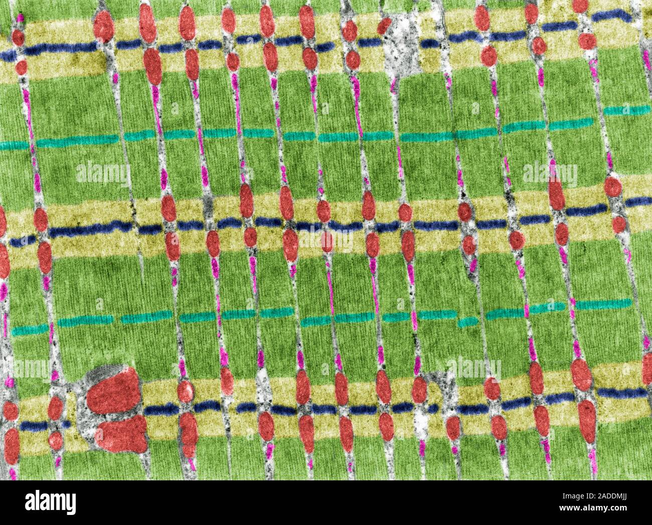 Coloured transmission electron micrograph (TEM) of a striated muscle fibre showing myofibrils (Z ...