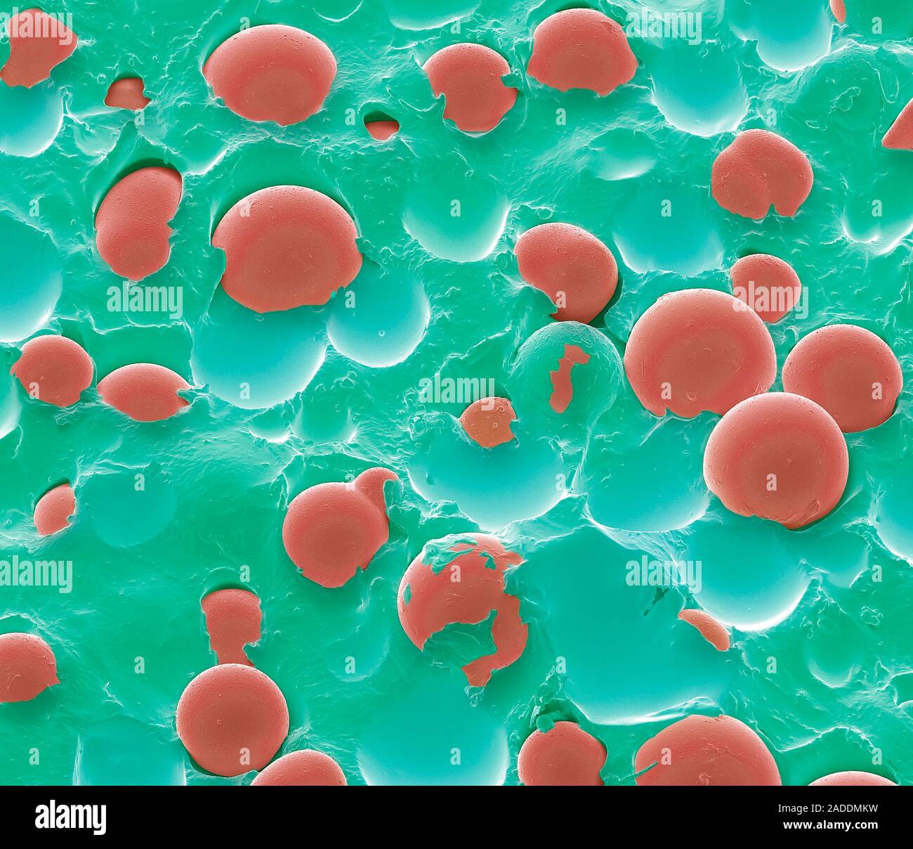 Quantum tunnelling composite. Scanning electron micrograph (SEM ...