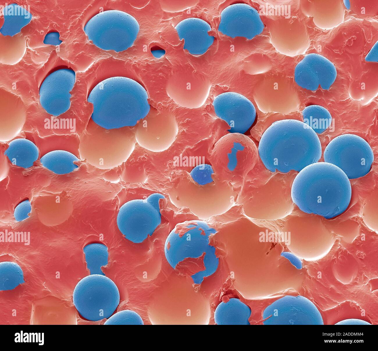 Quantum tunnelling composite. Scanning electron micrograph (SEM ...