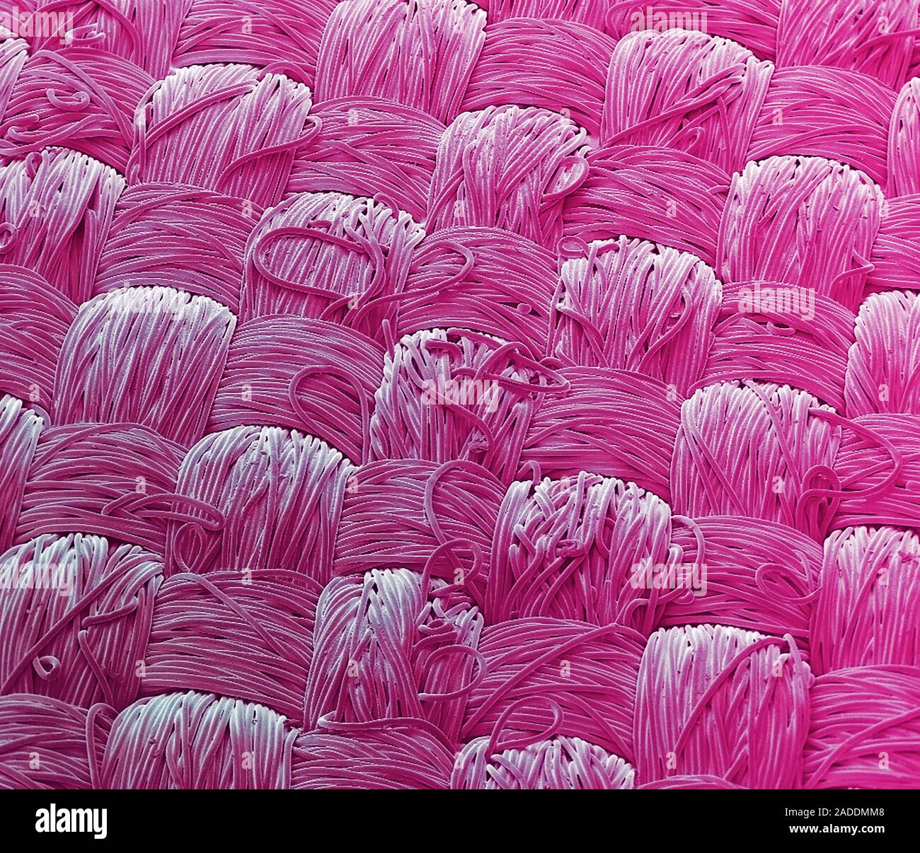 Waterproof material. Scanning electron micrograph (SEM). Polyurethane ...