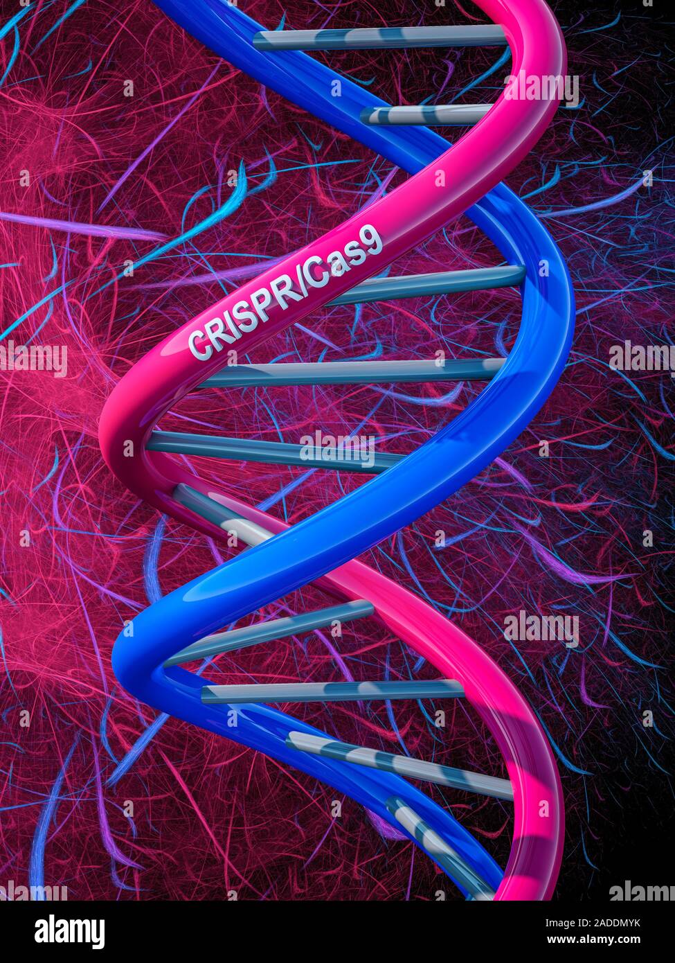 DNA model with CRISPR/Cas9 text. The CRISPR/Cas (Clustered Regularly ...
