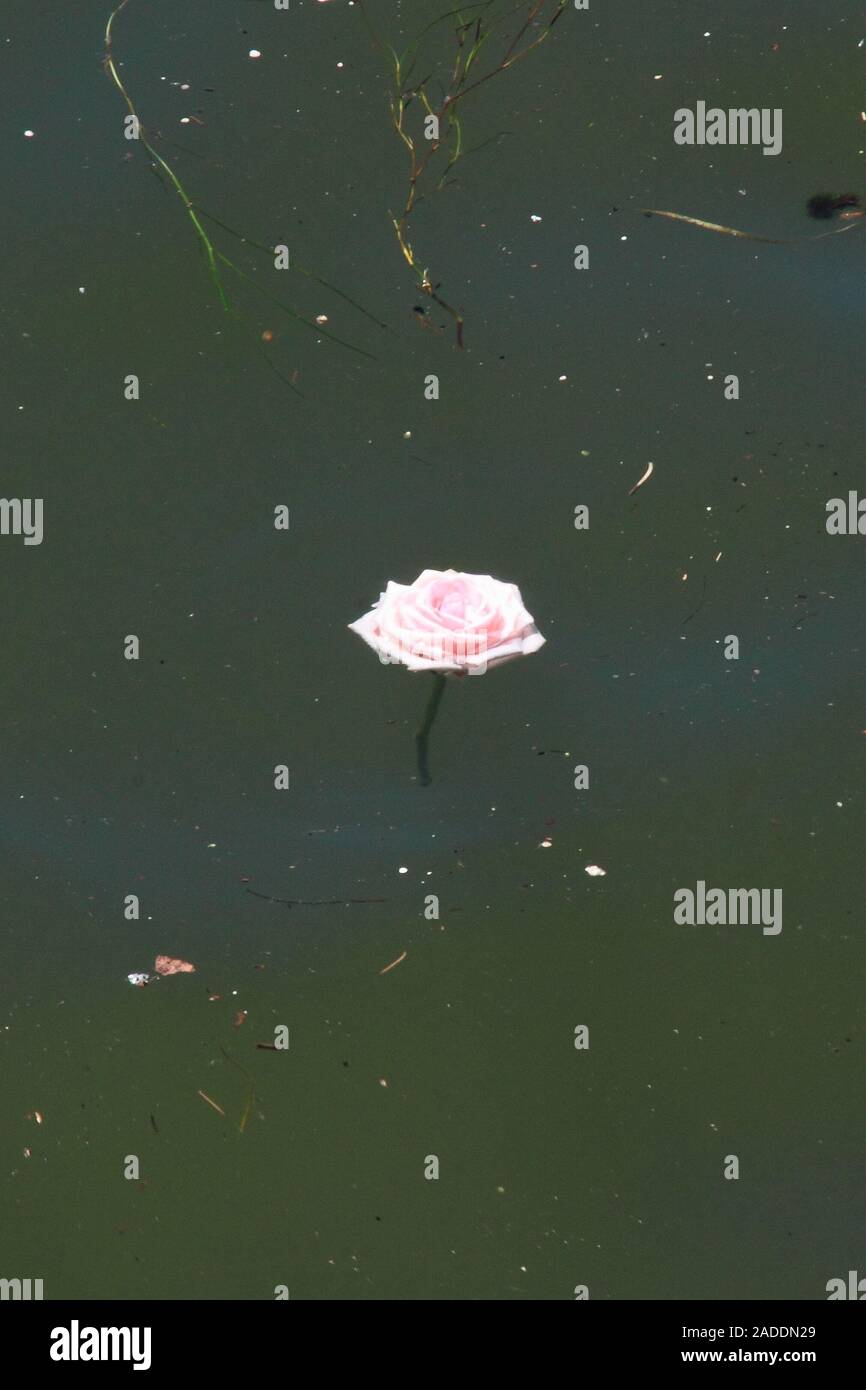 Paris Rose in der Seine Stock Photo - Alamy