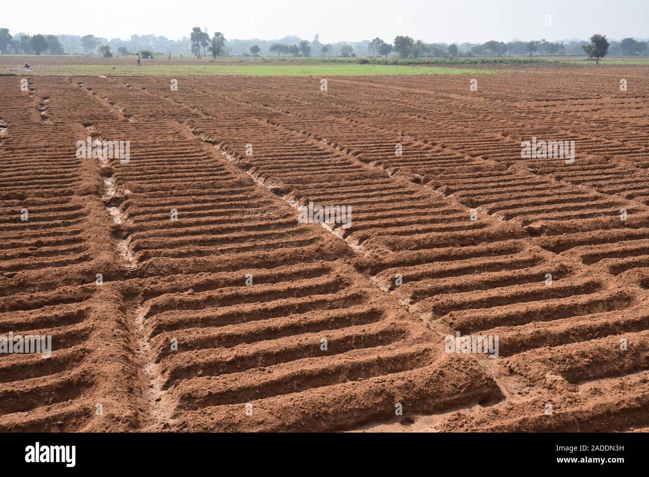 Land prepared for agriculture planting. Gangani village. Garbeta, West ...