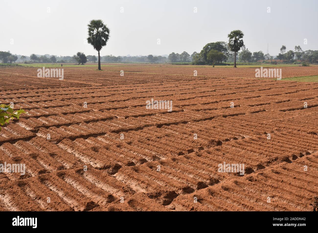 Land prepared for agriculture planting. Gangani village. Garbeta, West ...