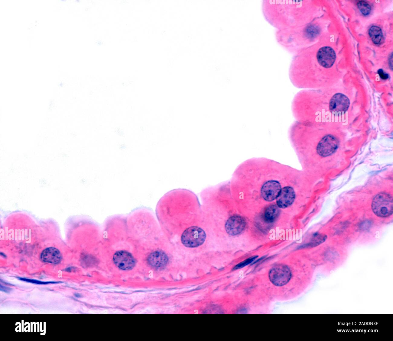 Light micrograph of columnar simple epithelium of an apocrine sweat ...