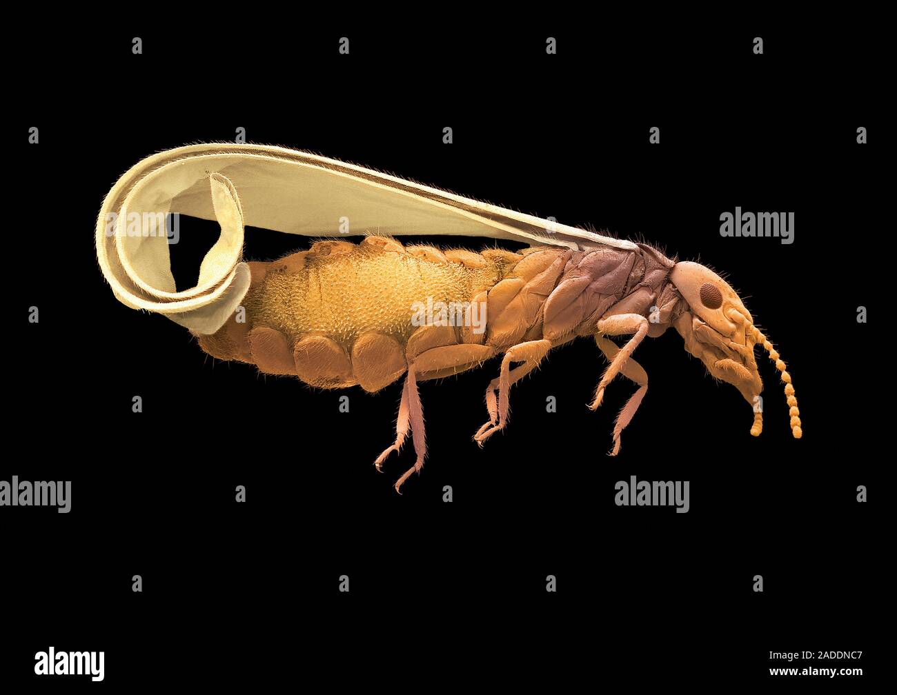Coloured scanning electron micrograph (SEM) of the winged reproductive ...