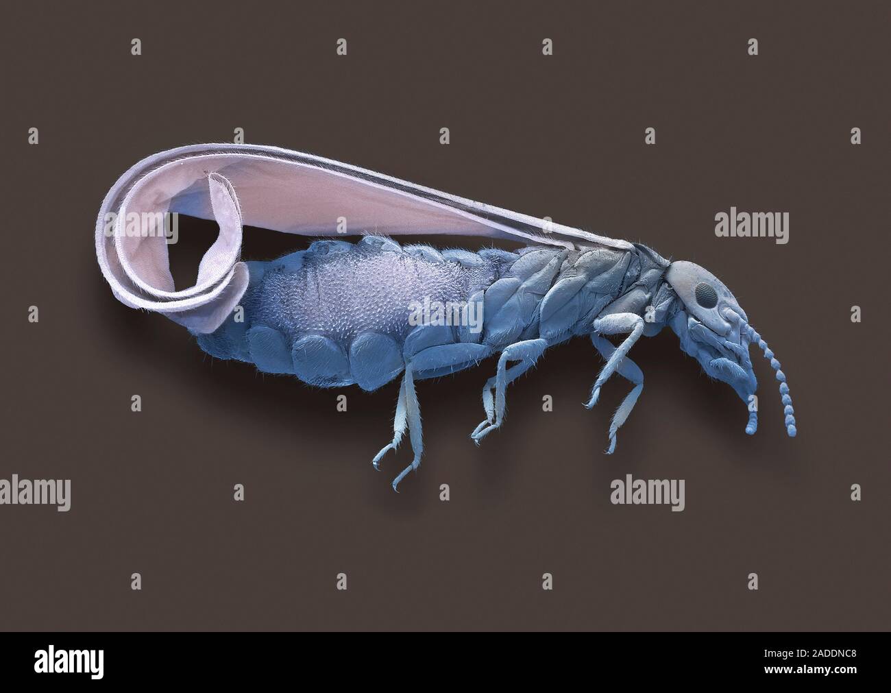 Coloured scanning electron micrograph (SEM) of the winged reproductive ...