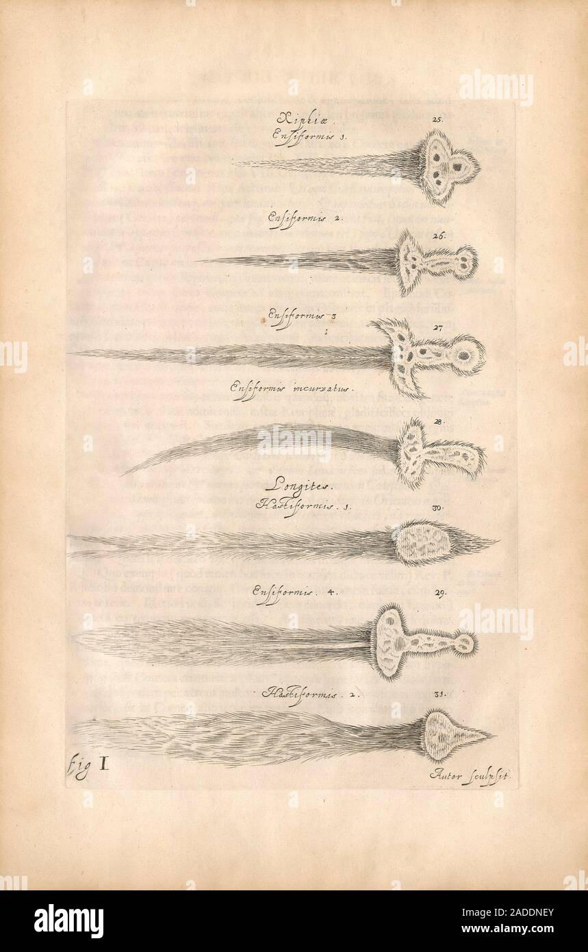 Types of comets. Illustration from Cometographia (1668), by the Polish ...