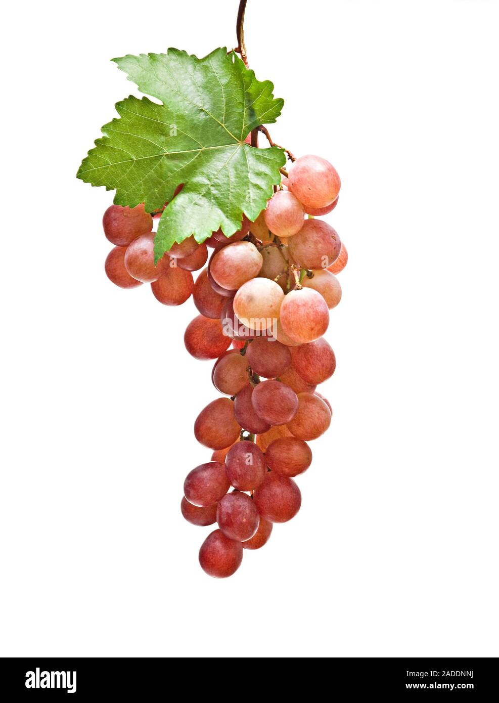 Grapevine isolated on white background Stock Photo - Alamy