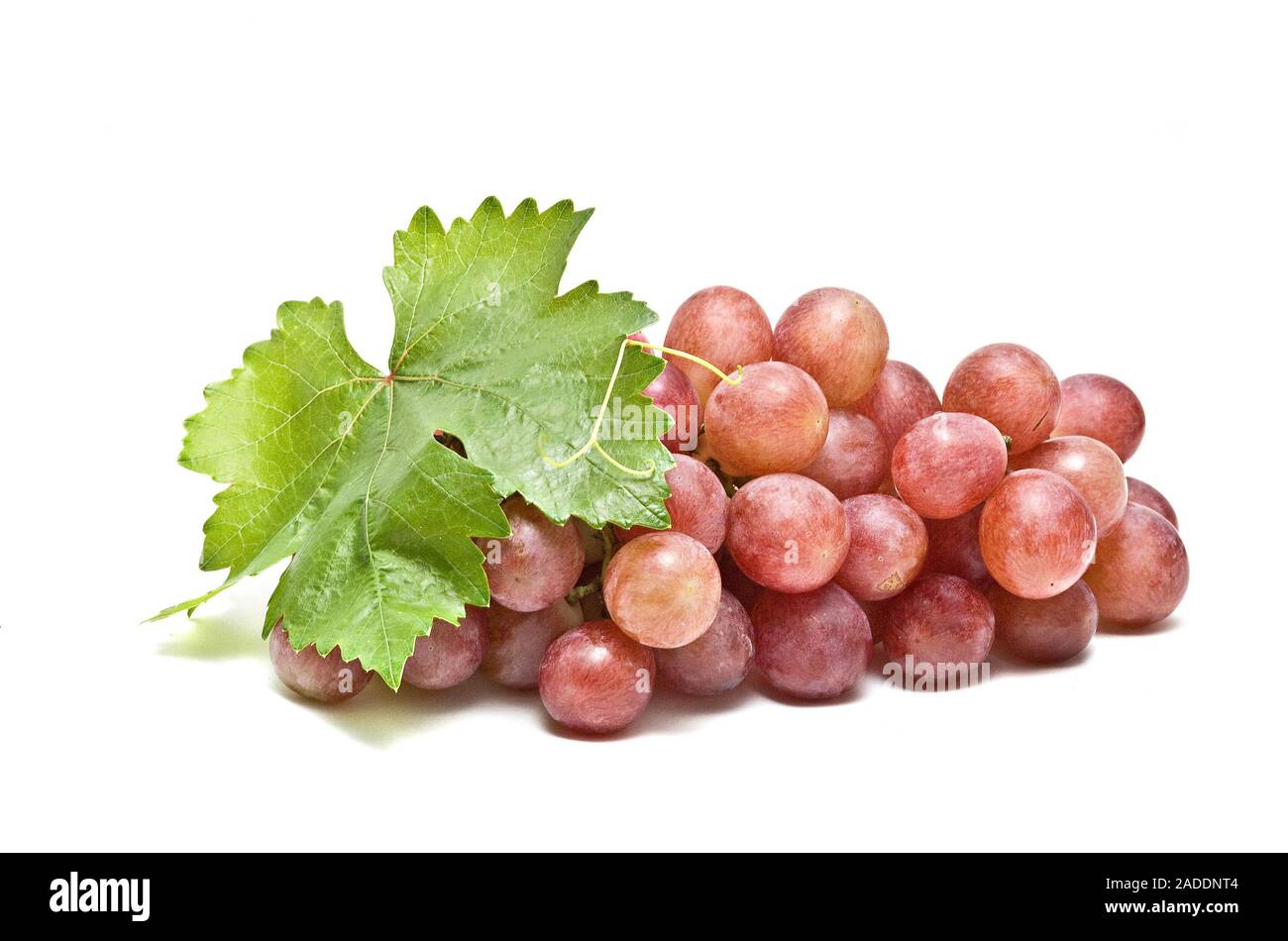 Grapevine isolated on white background Stock Photo - Alamy