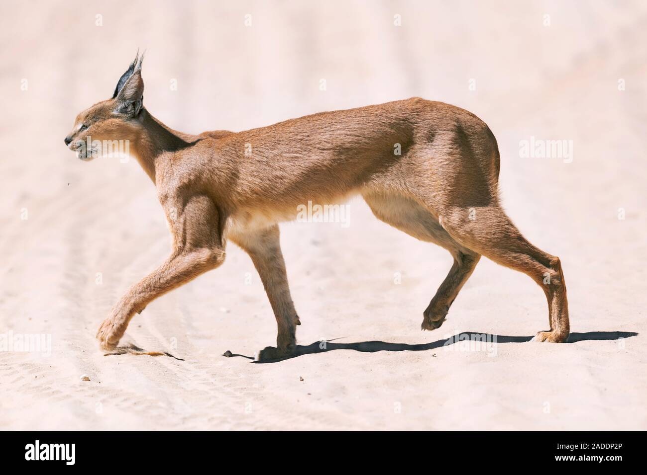 Caracal (Caracal caracal) walking on desert sands. This carnivorous ...