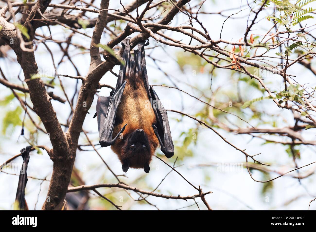 Fruit bats (Pteropus sp.) in a tree. Fruit bats (flying foxes, family ...