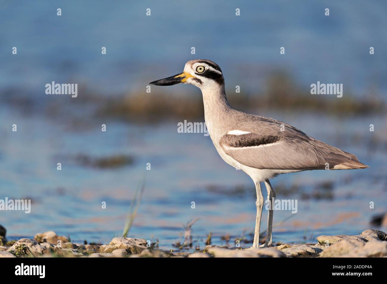 Great stone-curlew (Esacus recurvirostris) by water. This large wading ...