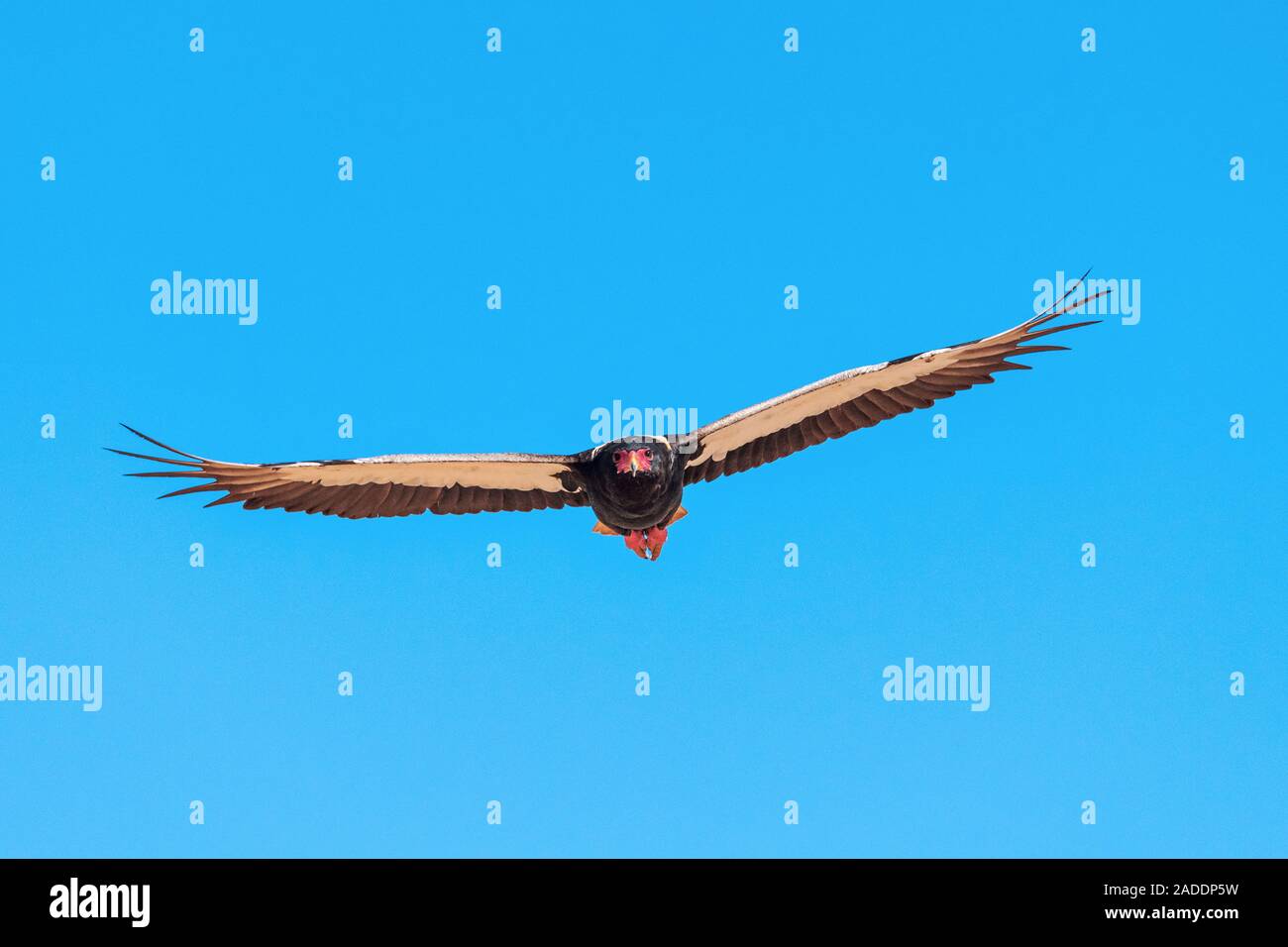 Bateleur eagle (Terathopius ecaudatus) in flight. This eagle spends ...