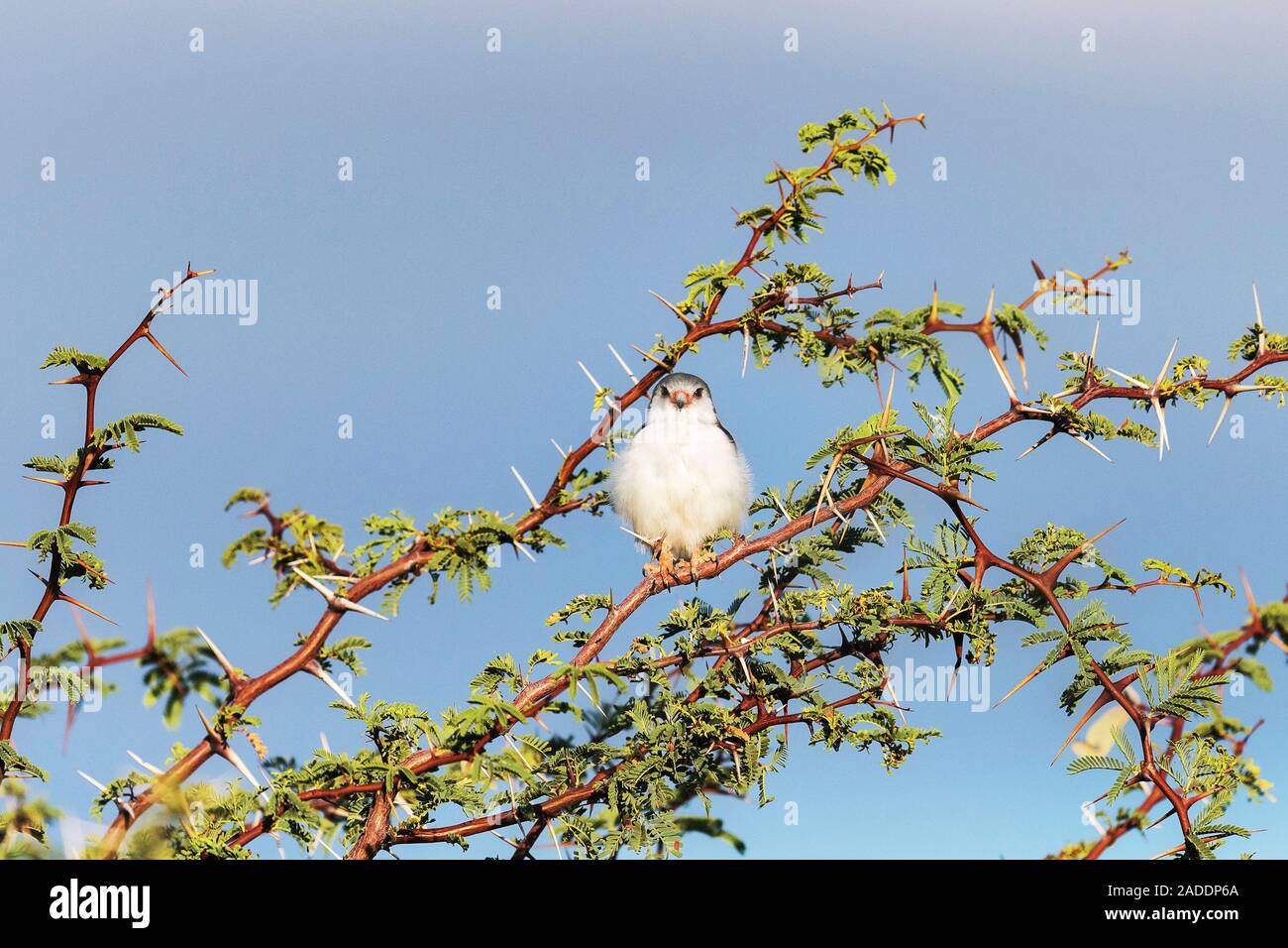 African pygmy falcon (Polihierax semitorquatus) perched in a thorn tree ...