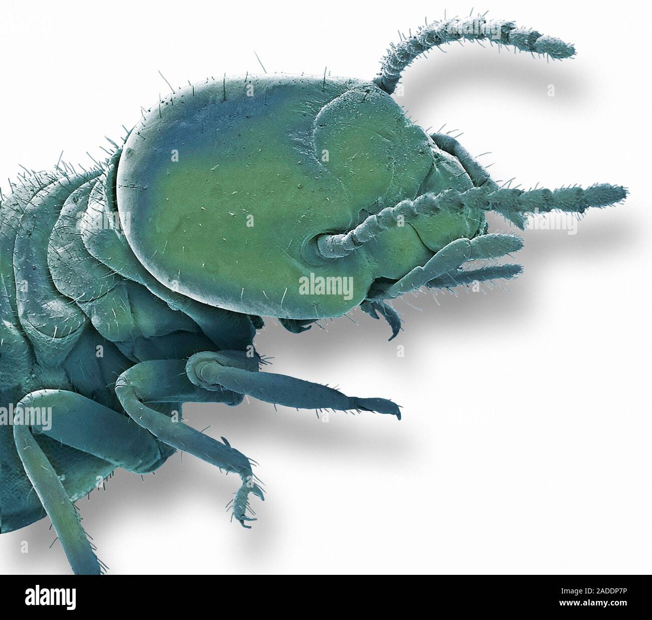 Magnetic termite. Coloured scanning electron micrograph (SEM) of a ...