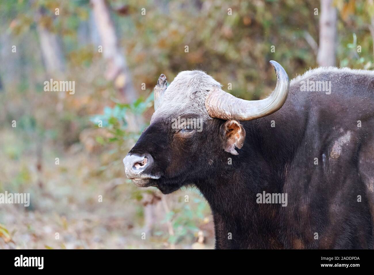 Gaur (Bos gaurus). The gaur is found across much of Asia and Southeast ...