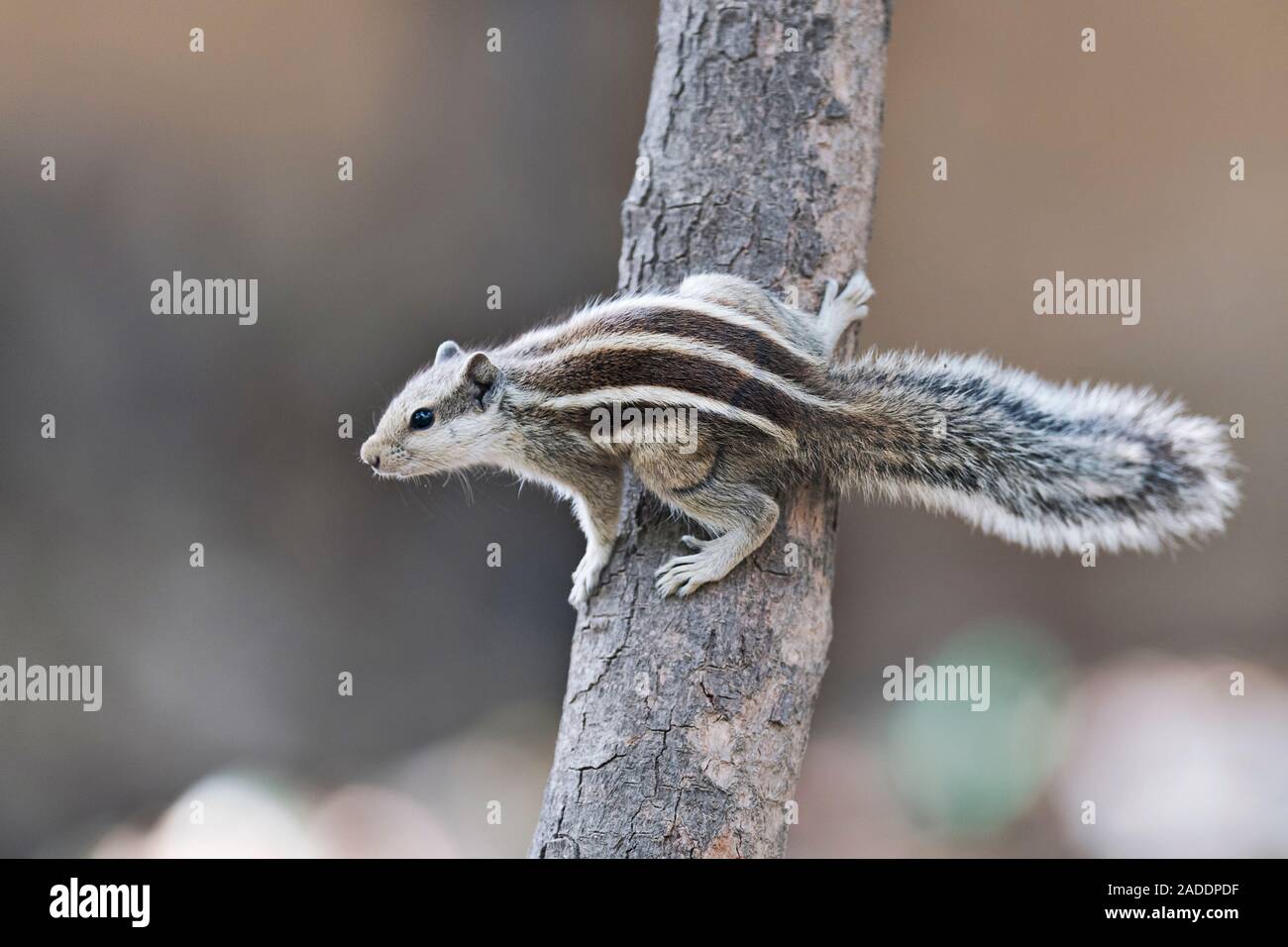 Indian palm squirrel (Funambulus palmarum). This small rodent is native ...