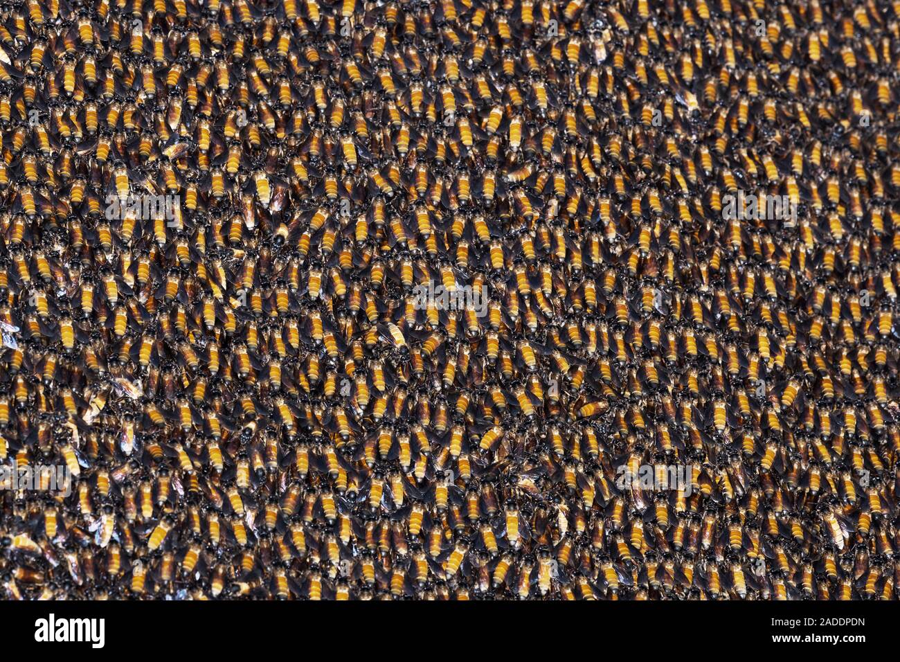 Jungle bees. Photographed in National Chambal Sanctuary, India Stock ...
