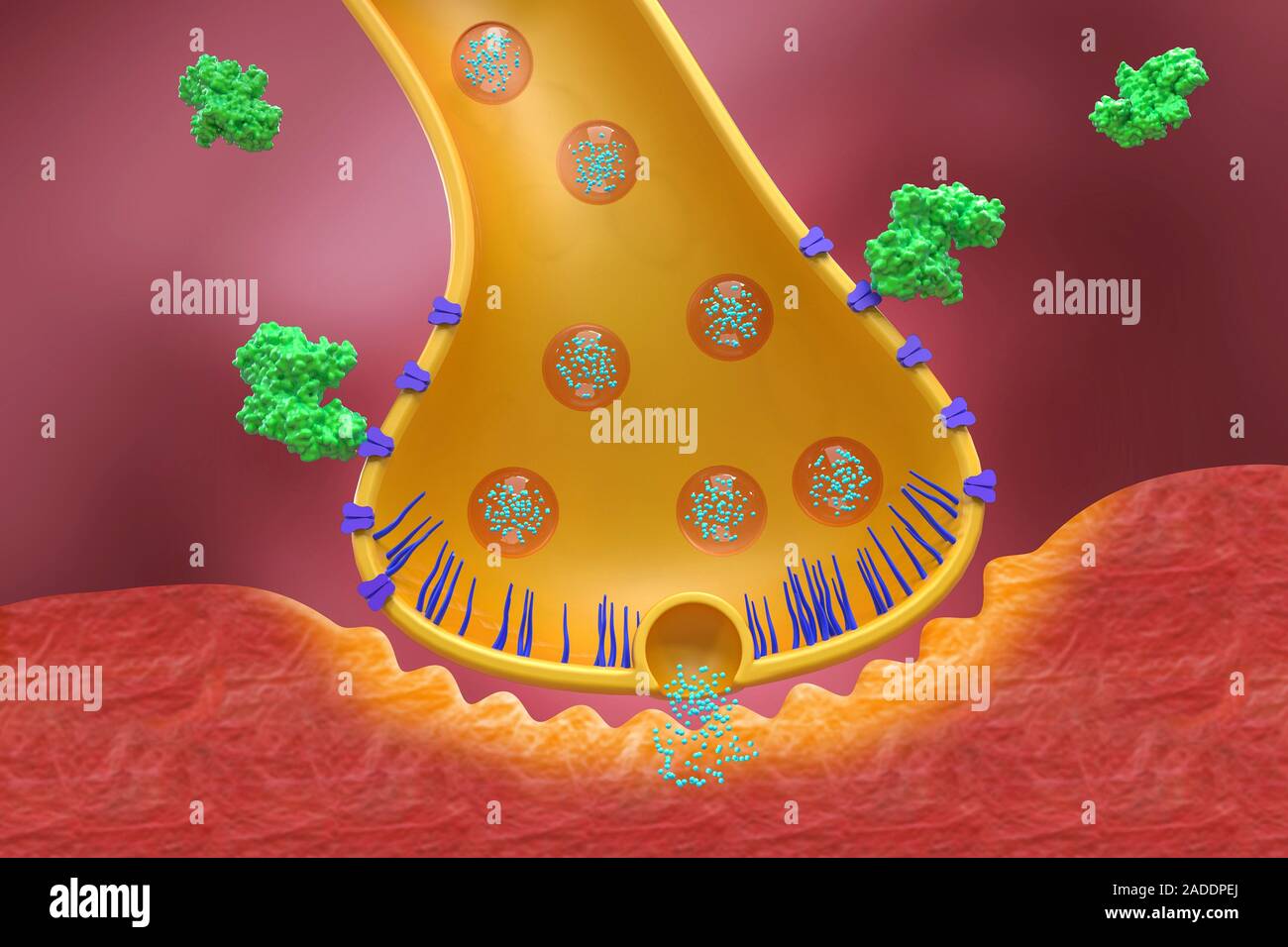 Botulinum toxin nerve block mechanism. Cutaway illustration of a nerve ...
