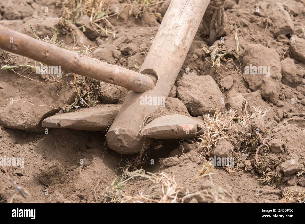 Tilling the ground at the Fruit and Vegetable Growers Cooperative, Meki ...