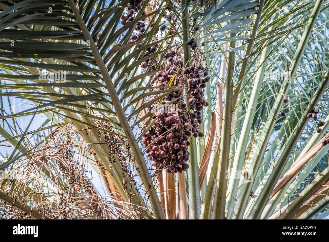 Dates growing on a date palm in the Al Ain Oasis, Abu Dhabi, United ...