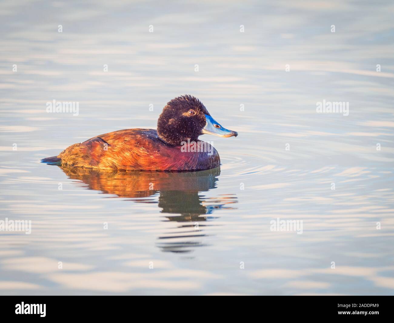 The blue-billed duck (Oxyura australis) is a small Australian stiff ...
