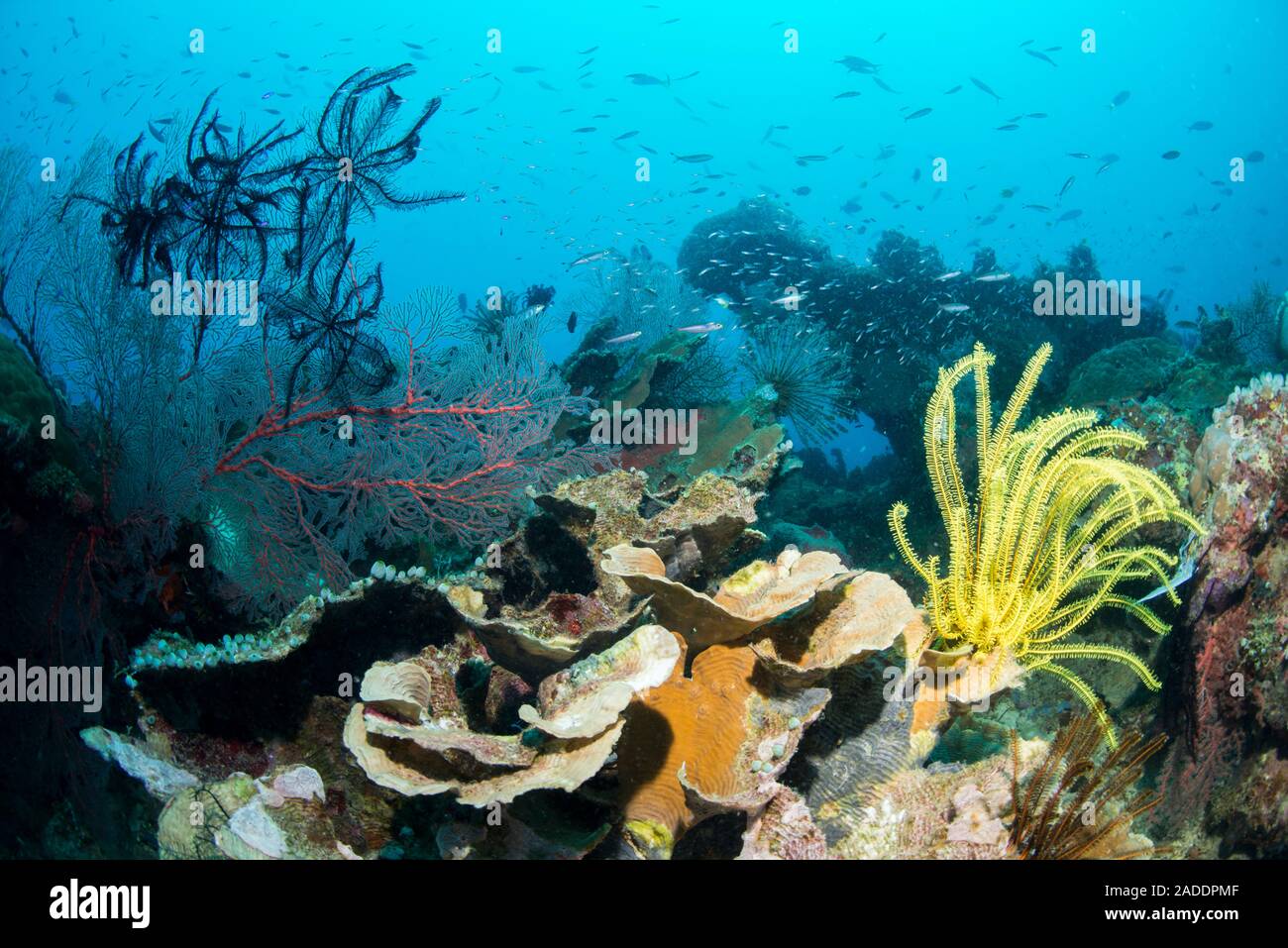 Colourful feather stars catching planktonic prey in the current above a ...