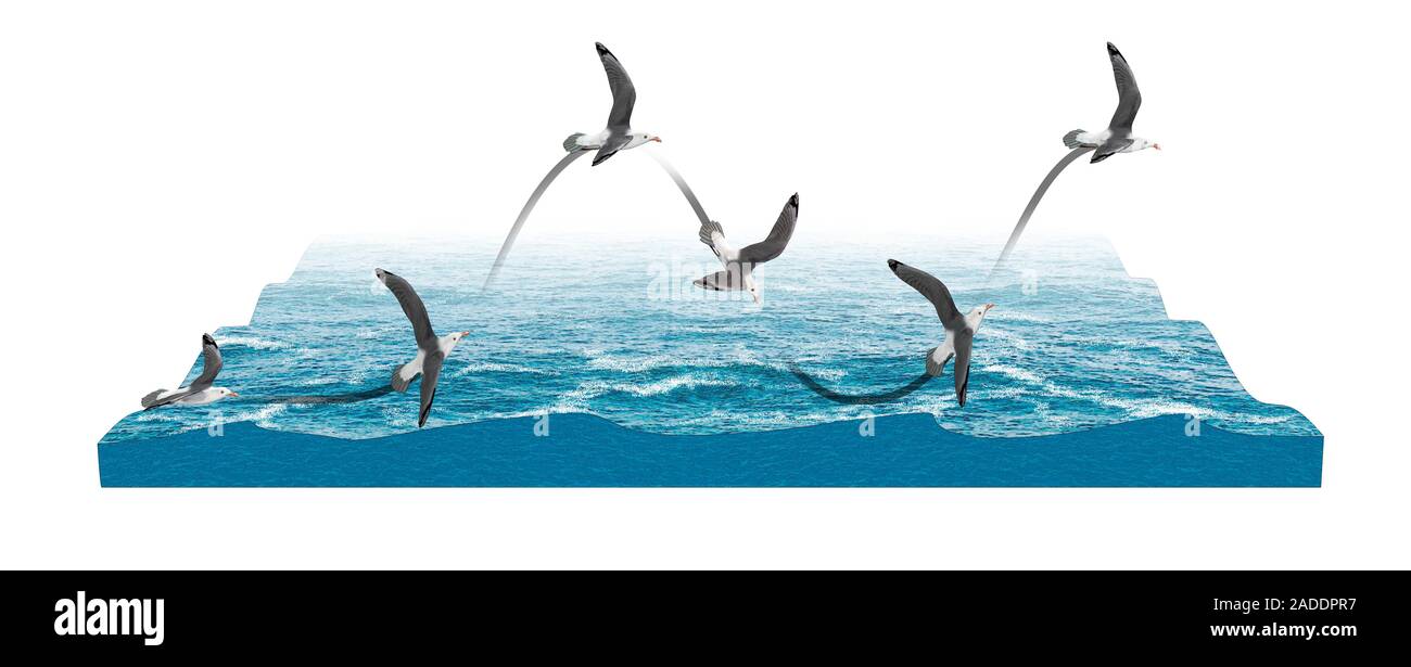 Albatross flying using dynamic soaring, illustration. Dynamic soaring ...