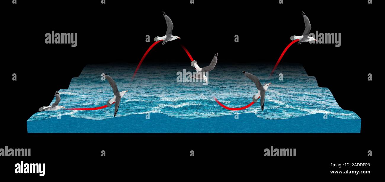 Albatross flying using dynamic soaring, illustration. Dynamic soaring ...
