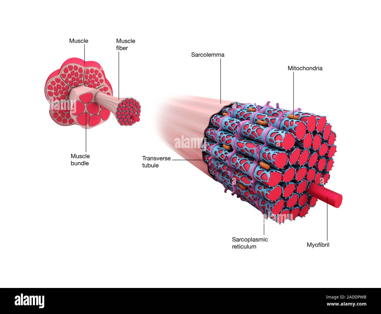 Muscle structure, illustration. Muscles (top left) are formed of groups ...