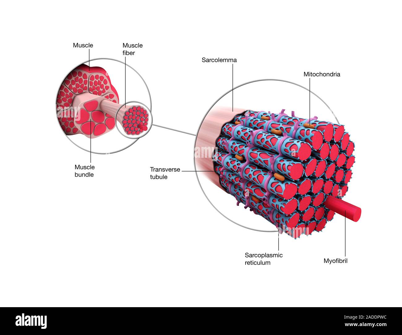 Muscle structure, illustration. Muscles (top left) are formed of groups ...