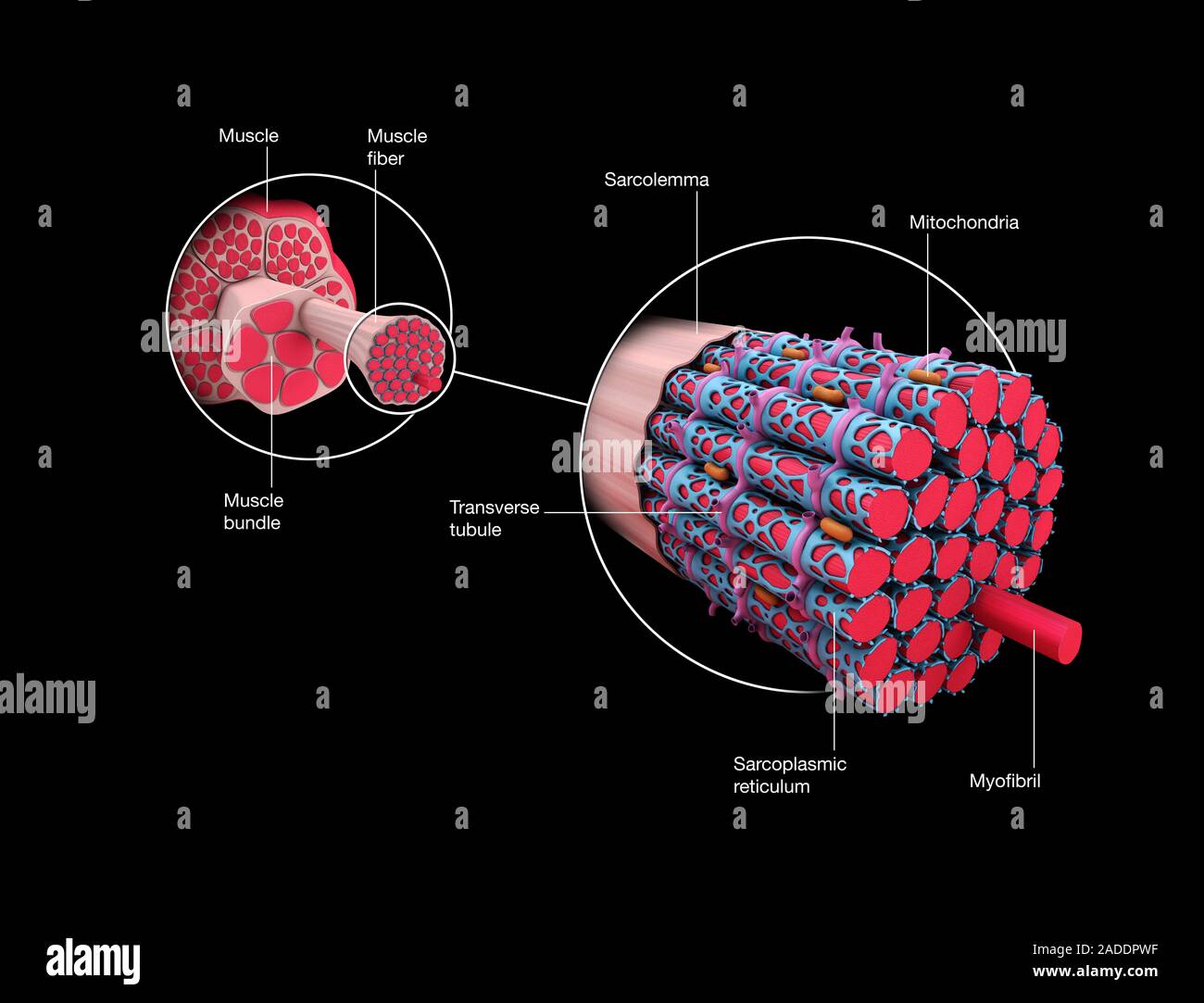 Muscle structure, illustration. Muscles (top left) are formed of groups ...