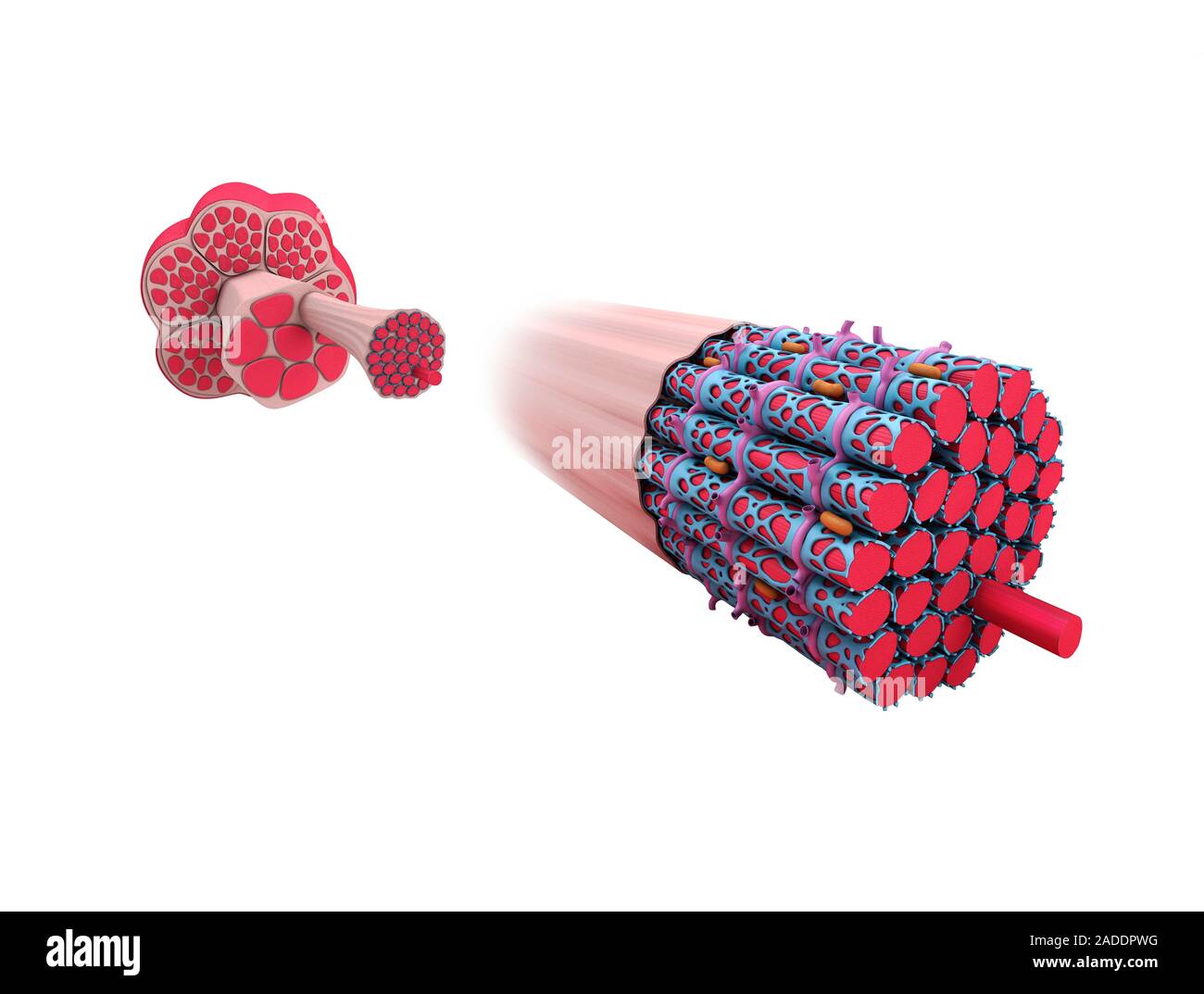 Muscle structure, illustration. Muscles (top left) are formed of groups ...