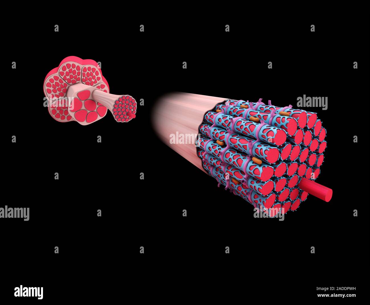 Muscle structure, illustration. Muscles (top left) are formed of groups ...