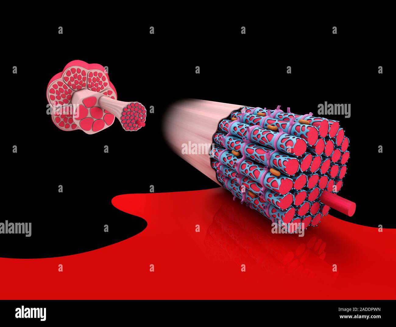 Muscle structure, illustration. Muscles (top left) are formed of groups ...
